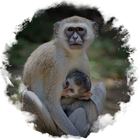 Sangeh Monkey Forest – The Original Monkey Forest – Visit, Support and ...